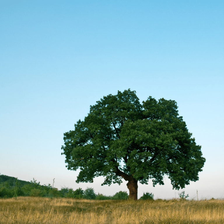 The Tree of Life: Crann Bethadh (Crown Bett-ta) - Celtic Meanderings